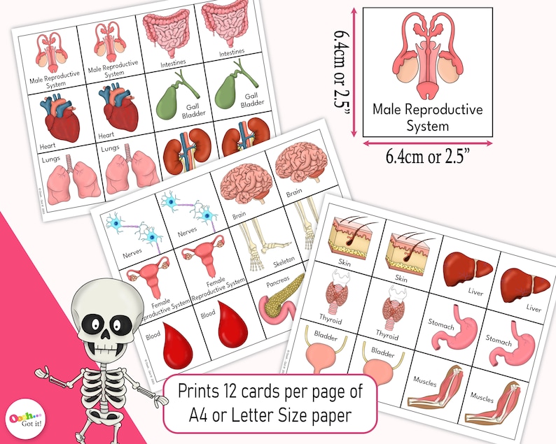 Human Body Memory Cards, a Printable Anatomy Game for Kids, a Preschool ...
