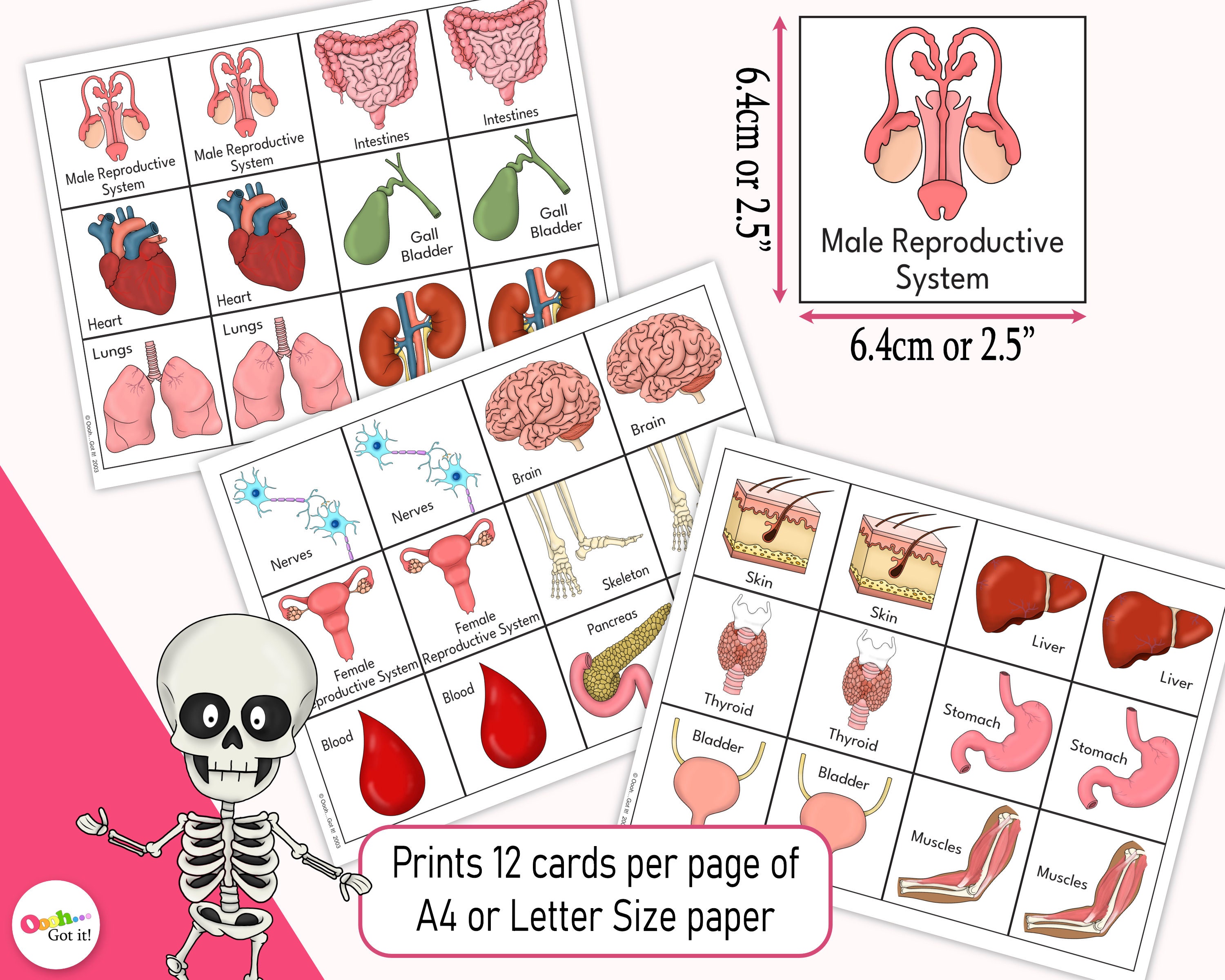 Human Body Memory Cards, a Printable Anatomy Game for Kids, a Preschool ...