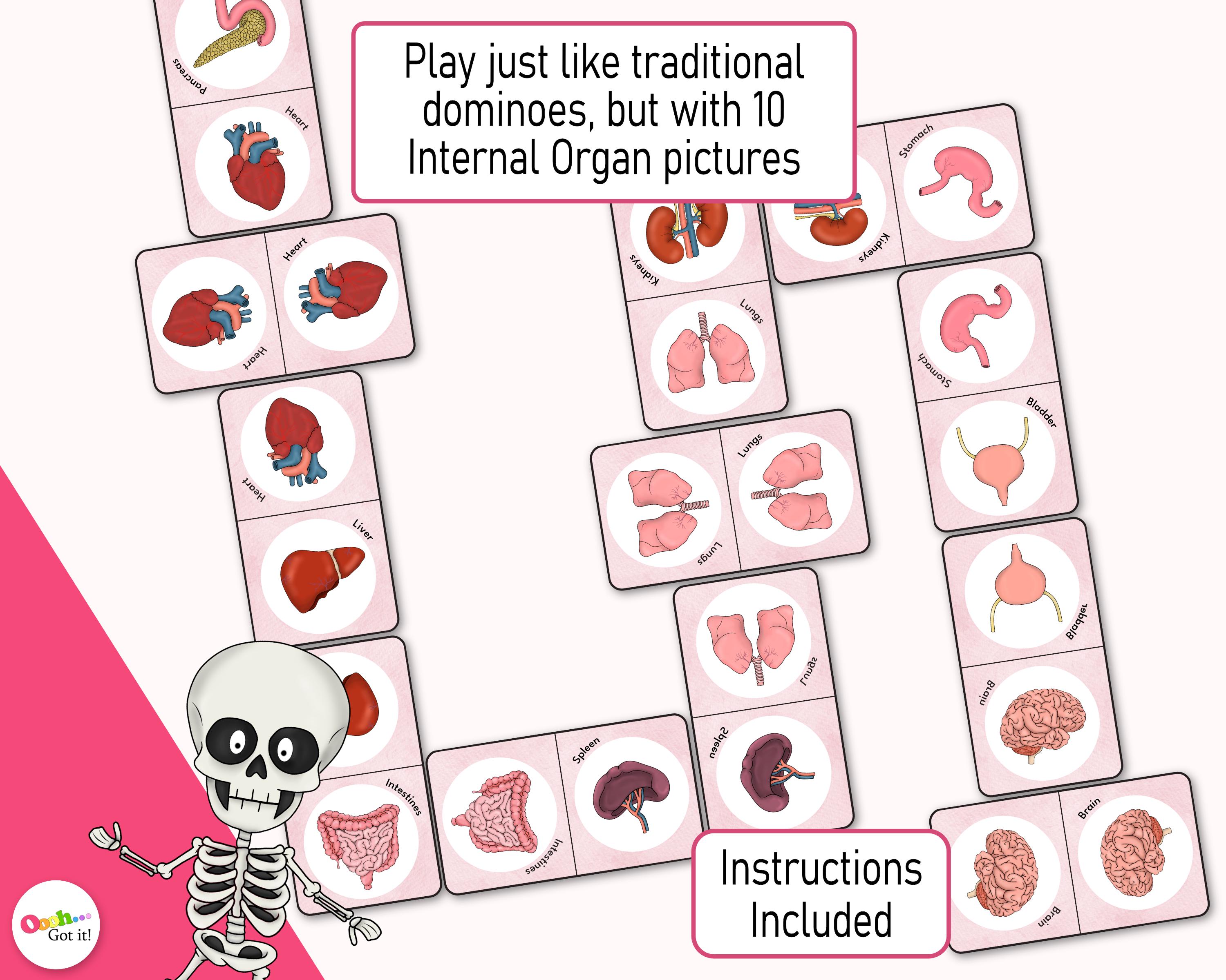 Human Body Parts Dominoes, a Printable Anatomy Game for a Fun Biology ...