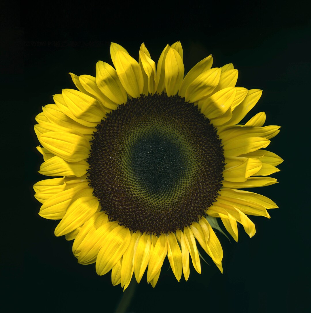 Fleur de Sol 1 enmarcado de lona de bellas artes impresión - Etsy España