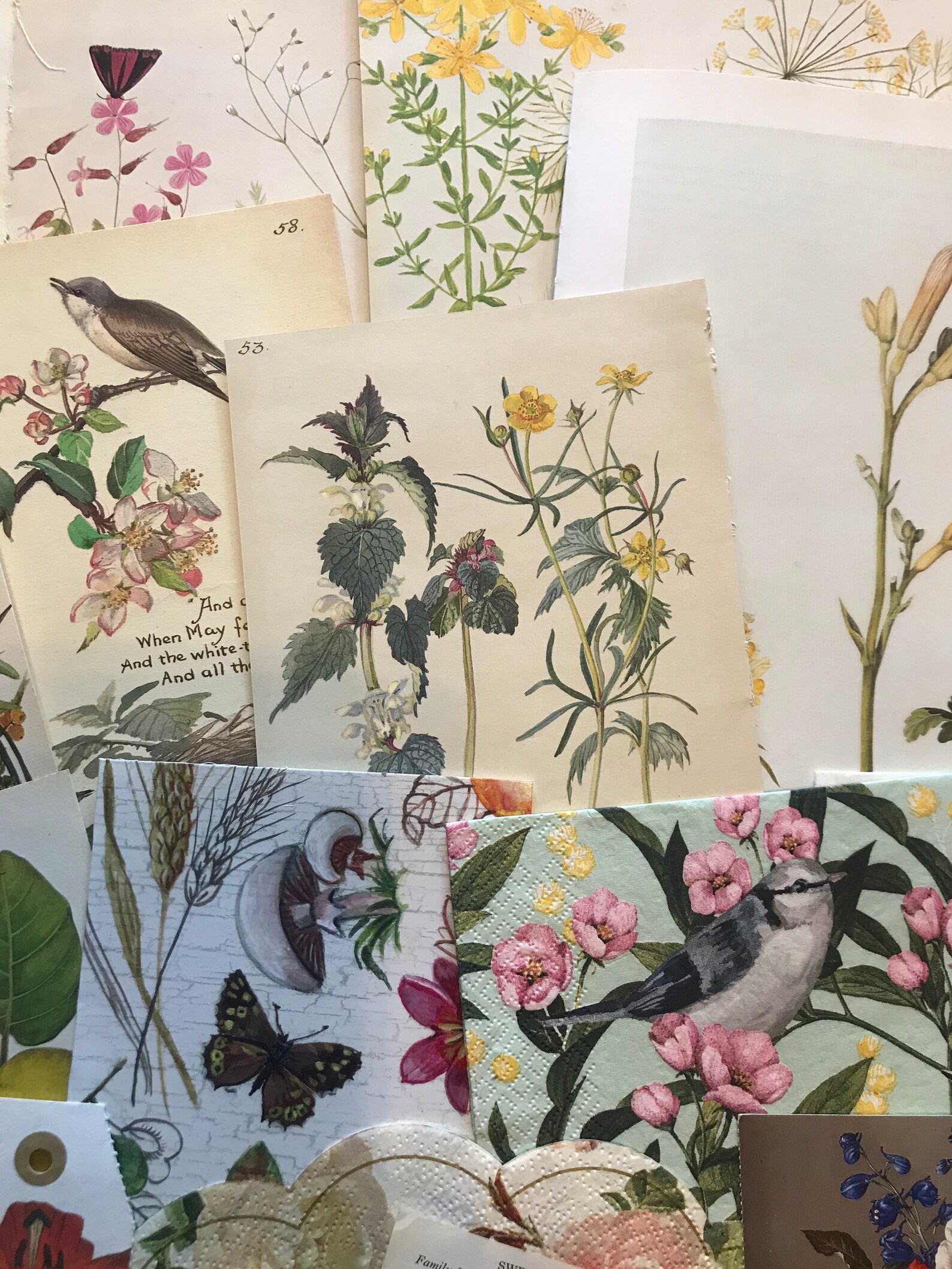 Botanical Vintage Ephemera to Include in Your Journals, Scrapbooking ...