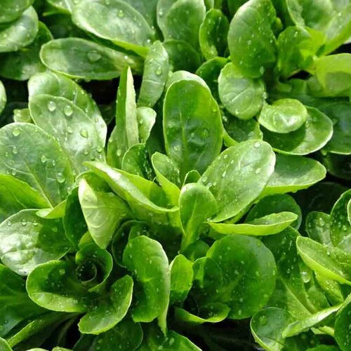 500 Seeds Dutch Corn Salad-mache Lamb's Lettuce Seeds - Etsy