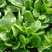 500 Seeds- Dutch Corn Salad-mache - Lamb's Lettuce Seeds - Etsy