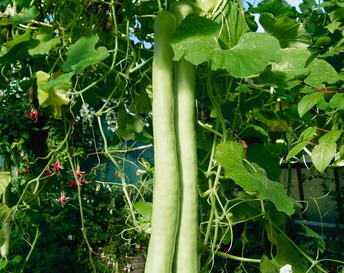 10+ Long Snake Gourd Seeds - 100% Organic - Etsy
