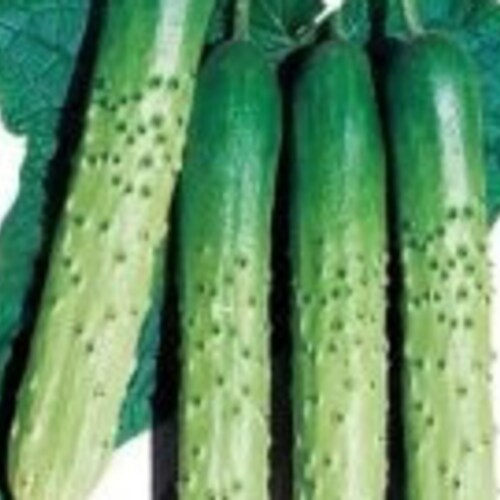 15 Seeds-korean HYBRID CUCUMBER F1 Asia Eun Cheon - Etsy