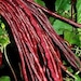 30 Seeds - Red Noodle Pole Bean- Yard Long Bean- Đâ.u đūa đo? - Etsy