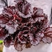 500 MERLOT Lettuce Seeds, Heirloom - Etsy