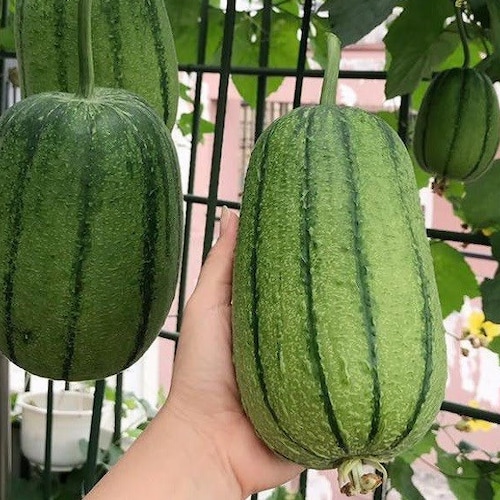 5 APPLE LUFFA round Tasty F1 Sponge Gourd Seeds Hybrid Seed - Etsy