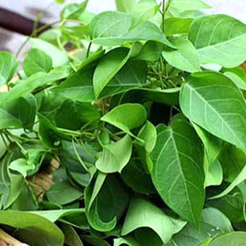 5 LÁ GIANG River Leaf Vine Aganonerion Sour Leaf Seeds - Etsy