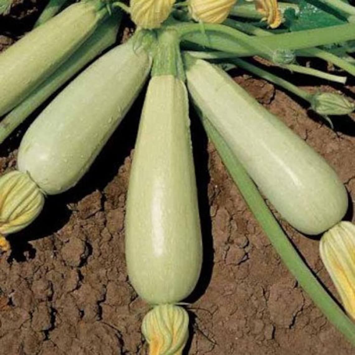 20 Seeds MARROW WHITE Summer Squash Heirloom Seeds Non GMO - Etsy