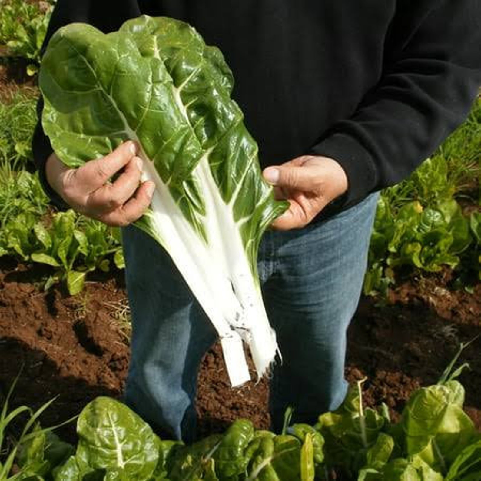 5g- 300 Seeds- Large White Ribbed Swiss Chard Seeds- Heirloom-non GMO ...