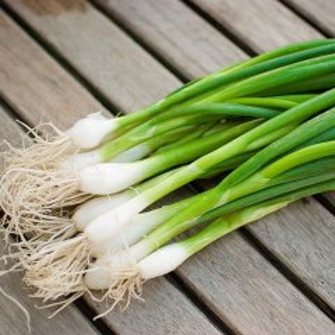 4g 2000 EVERGREEN WHITE NEBUKA Japanese Bunching Onion Seeds - Etsy