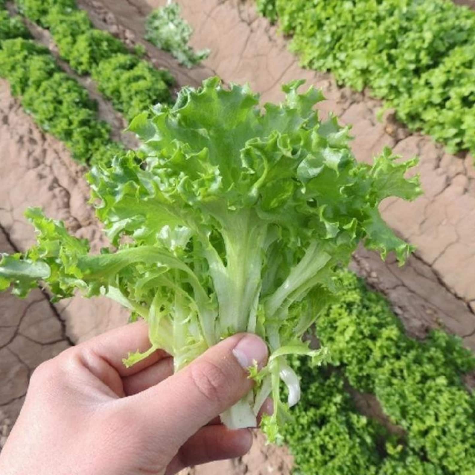 2g TANGO Leaf Lettuce Seeds Heirloom Non GMO | Etsy