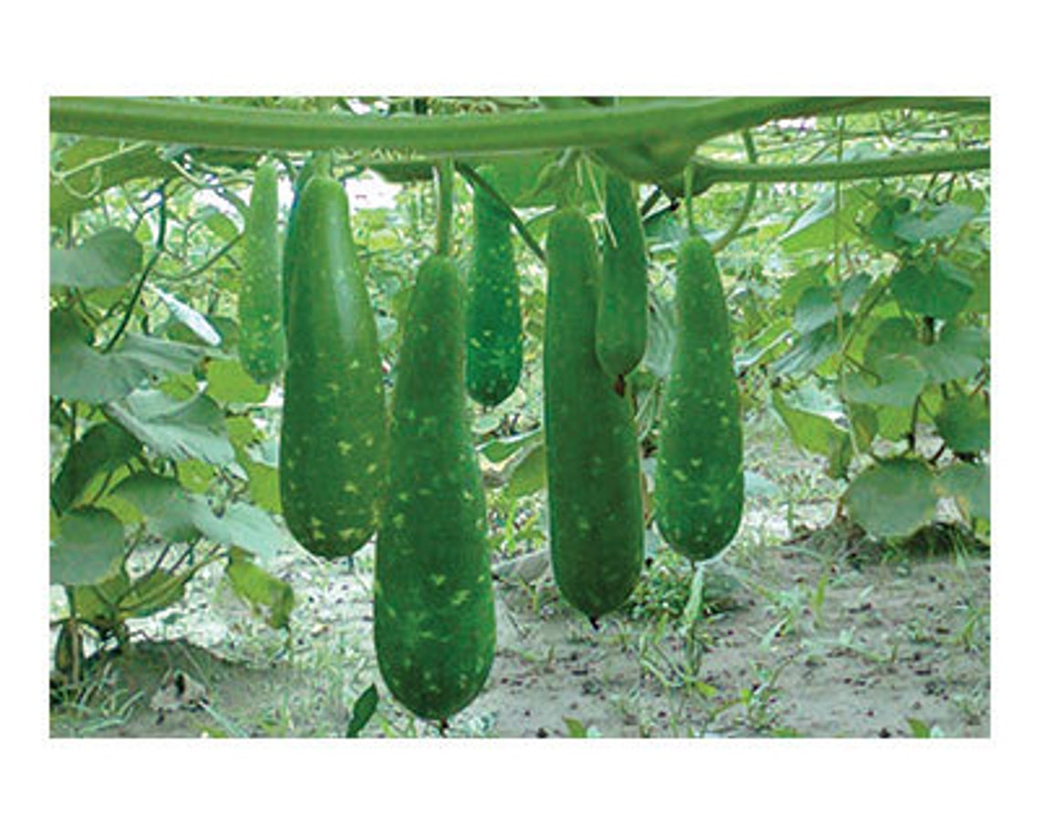 10 Seeds - Hybrid Bottle Gourd NAM TAO YAI- Bâ'u Sao - Etsy