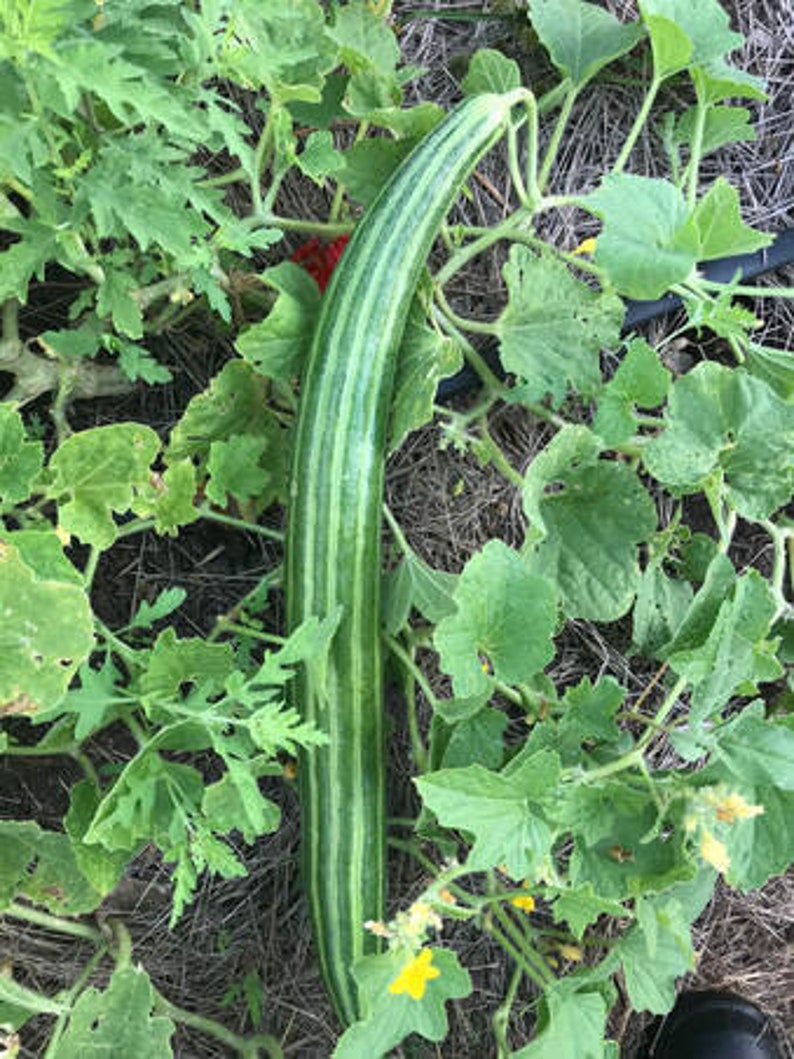 30 Seeds - Dark Armenian Cucumber - Heirloom-non GMO Seeds- Very Sweet ...