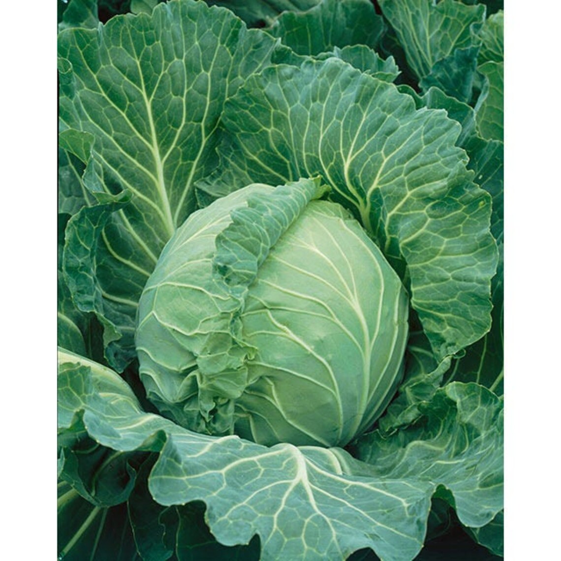 4g 2000 CABBAGE Copenhagen Market Early Seeds - Etsy