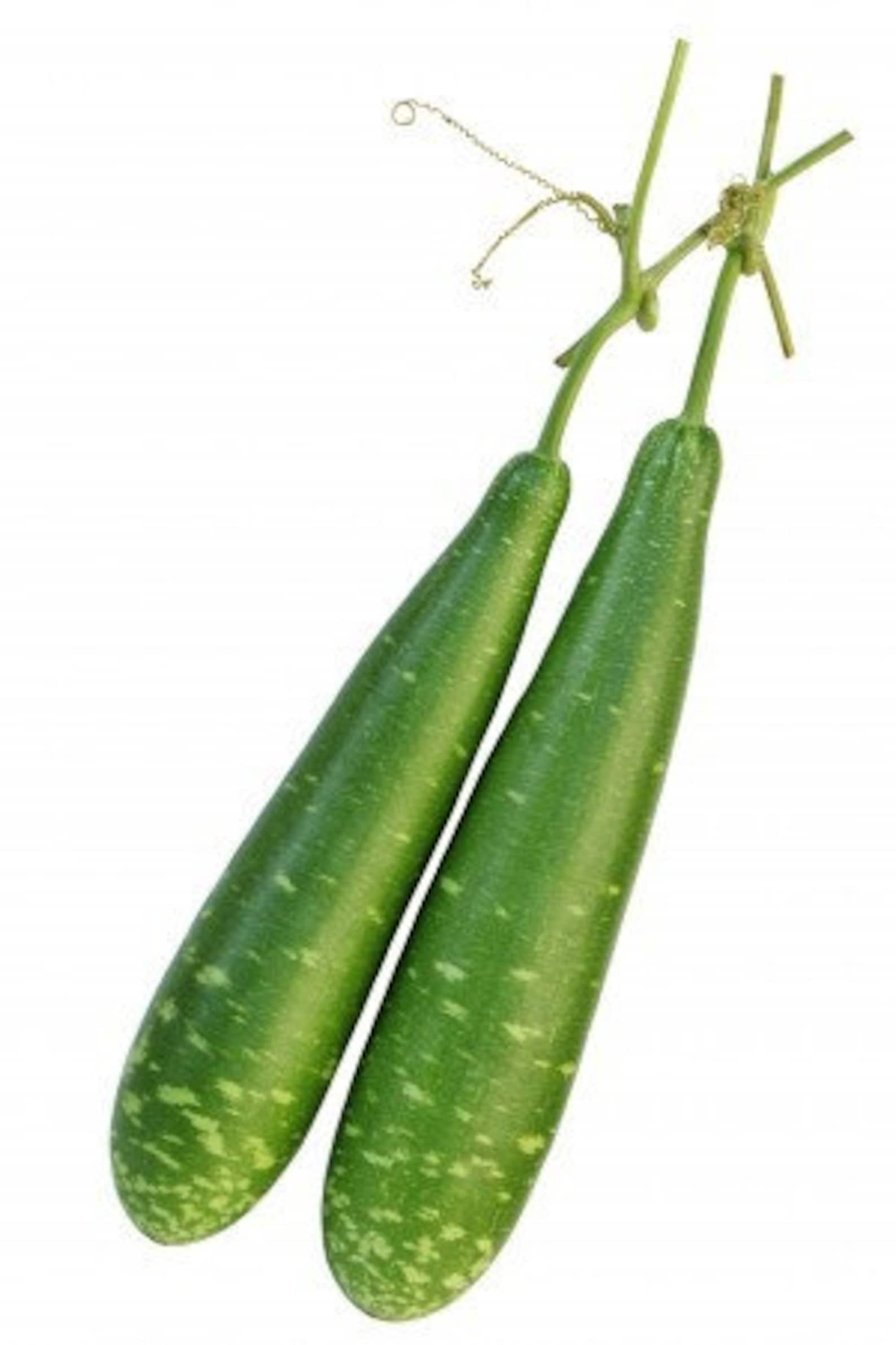 10 Seeds - Hybrid Bottle Gourd NAM TAO YAI- Bâ'u Sao - Etsy