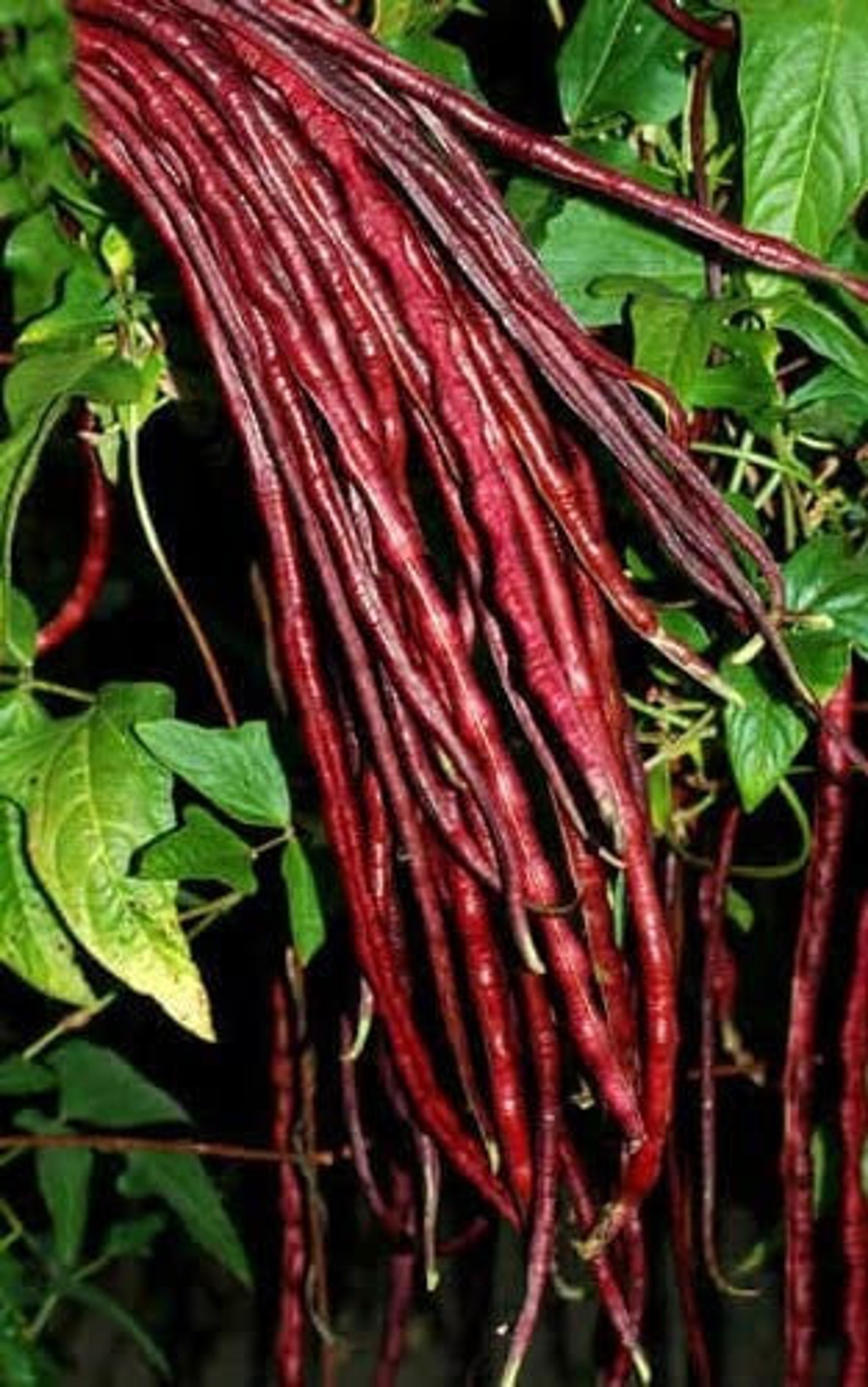 30 Seeds - Red Noodle Pole Bean- Yard Long Bean- Đâ.u đūa đo? - Etsy