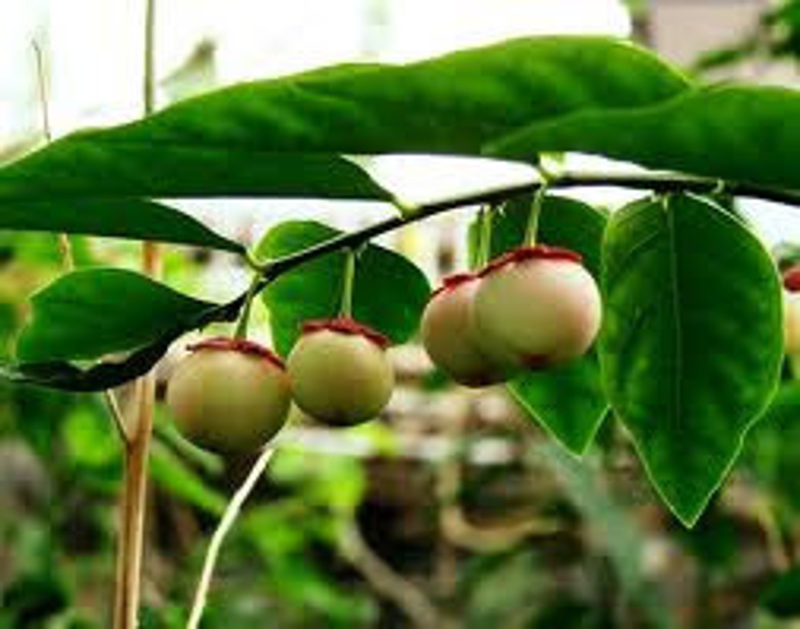 5 RaubỒ NGÓT VN - Katuk- Katuk Star Gooseberry Seeds - Etsy