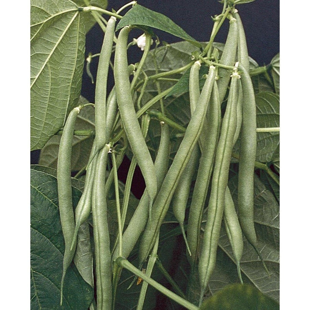 40 TOP CROP Bush Bean Seeds - Etsy