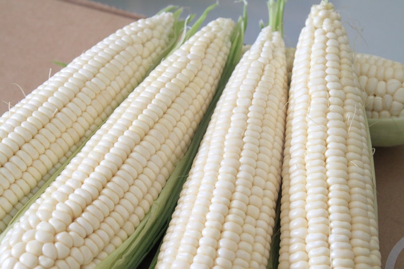 30 Waxy Conrn Seeds ( Treated Seeds)_sticky Corn- Vietnamese Bap Nep Nu ...
