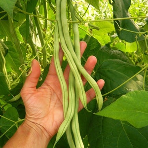 20 Seeds - FORTEX Pole Green Bean - Long Bean - Đâ.u Que Trái Dài Thân ...