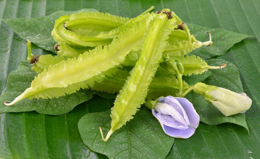 20 WINGED Bean- Vietnamese Đâu Rông -dau Rong 3 Tháng-four Angled Bean ...