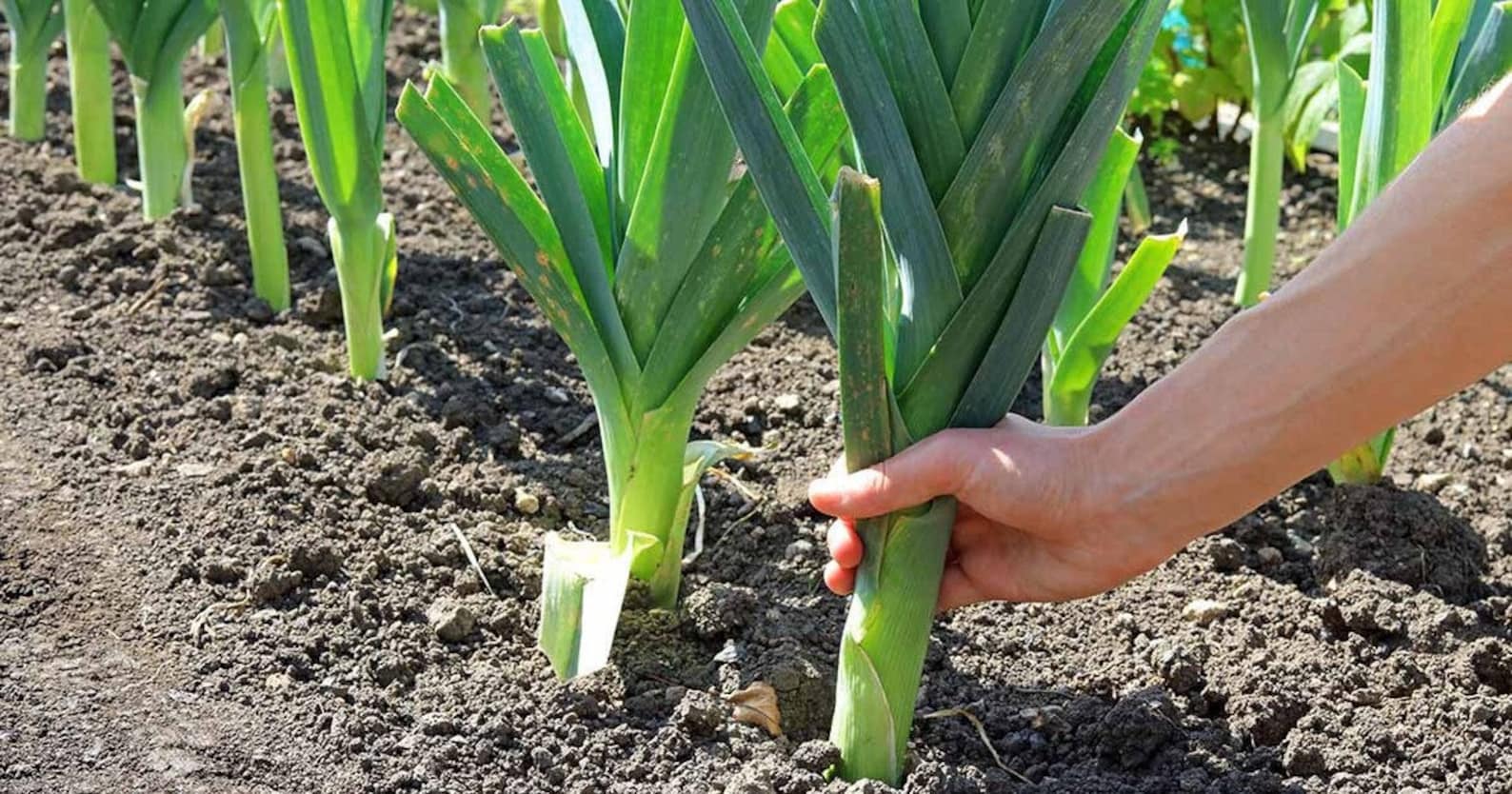 2g - 500 Seeds- American Flag Leek Seeds- Tõi Tây - Allium Porrum ...