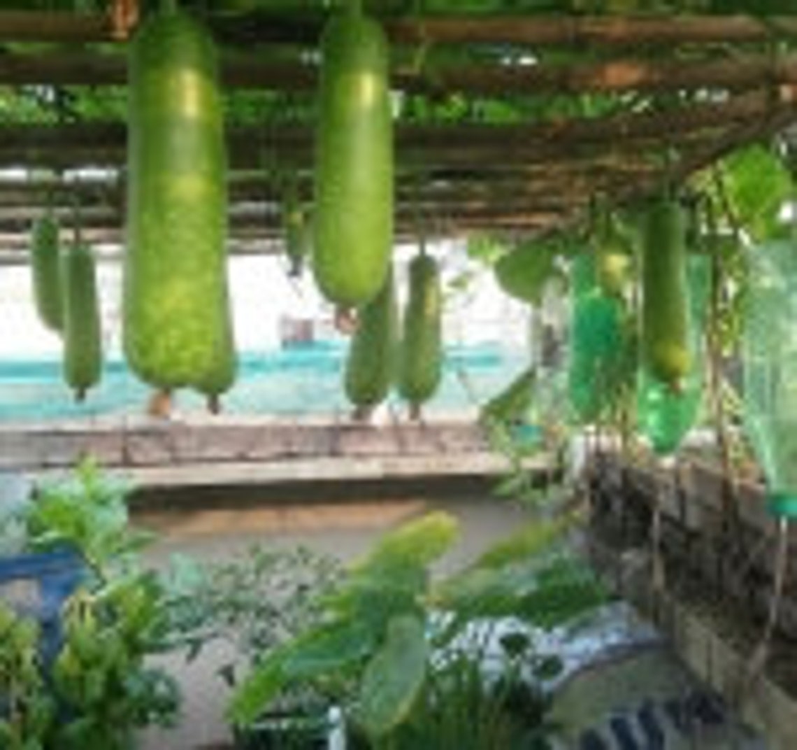 10 Long Mottled Green Gourd- Vietnamese Bâ'u Sao- Long Fuzzy Gourd ...
