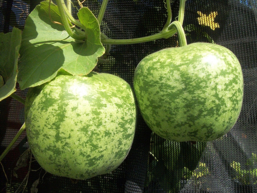 10 Seeds- APPLE SMALL GOURD- Bau Hình Trái Táo Nhõ - Etsy