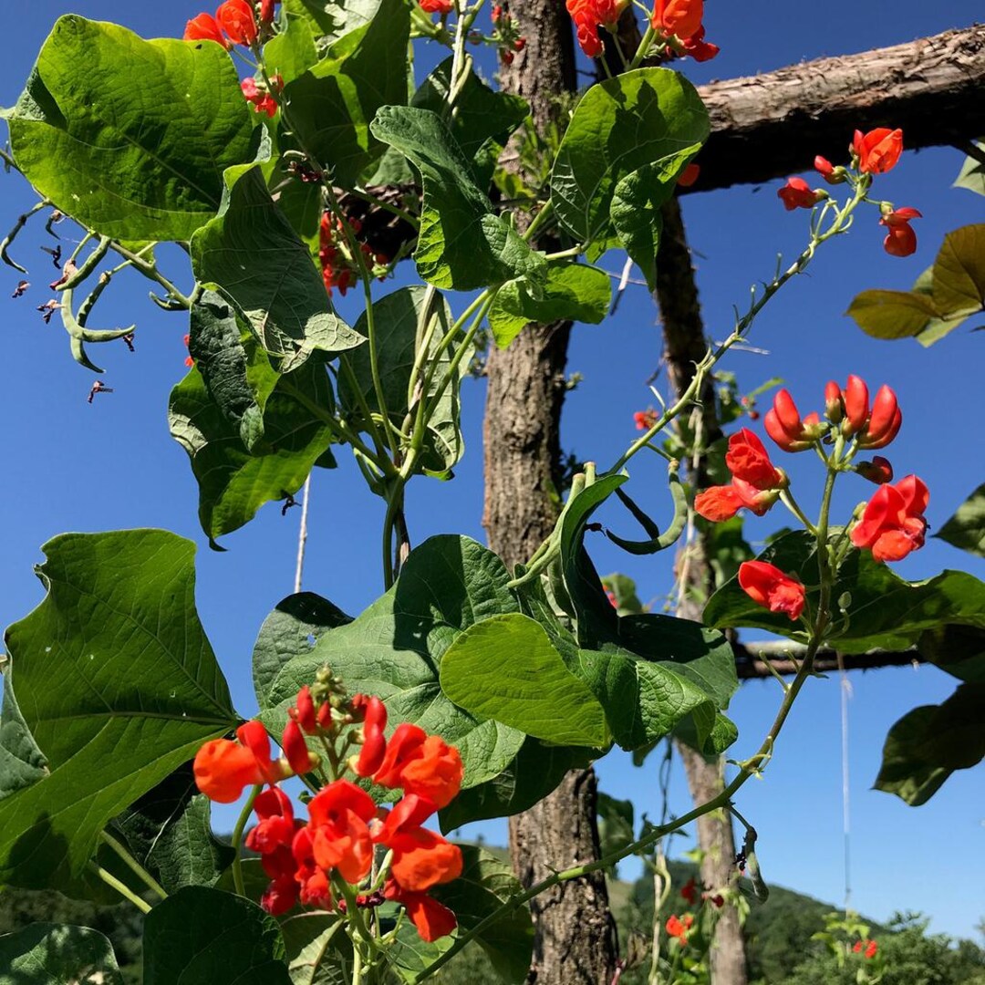 10 Seeds,scarlet Runner Bean Seeds - Etsy