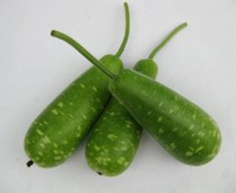 10 Seeds - Hybrid Bottle Gourd NAM TAO YAI- Bâ'u Sao - Etsy