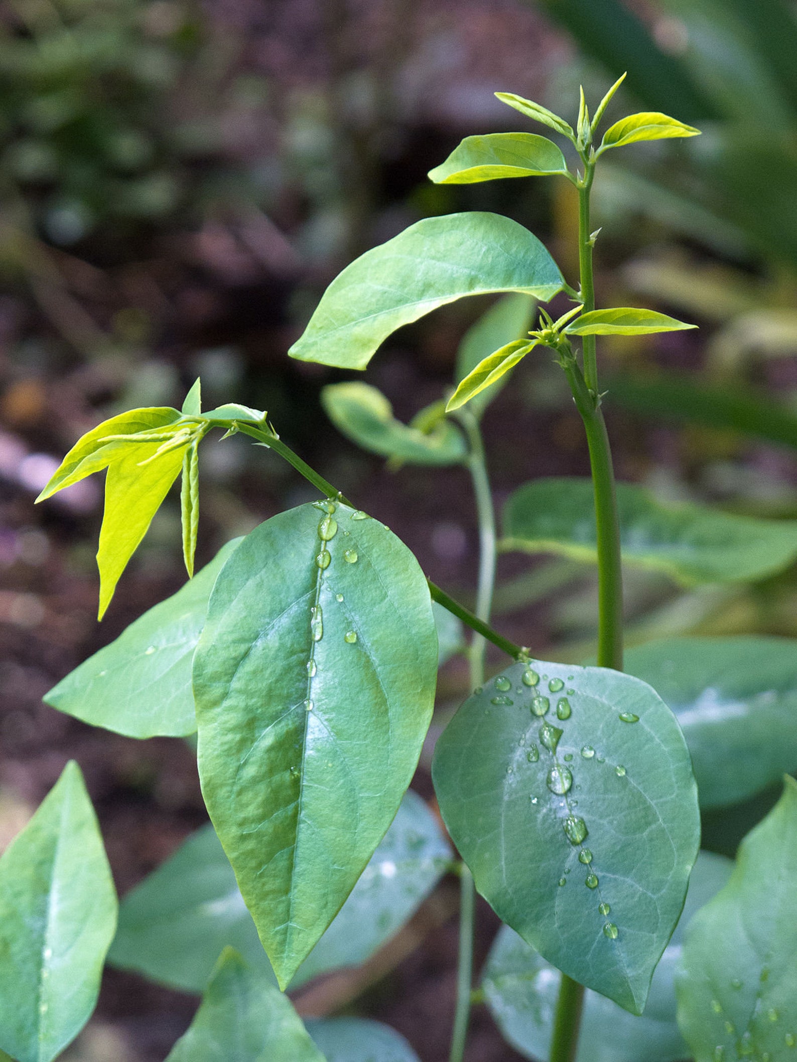 5 RaubỒ NGÓT VN - Katuk- Katuk Star Gooseberry Seeds - Etsy