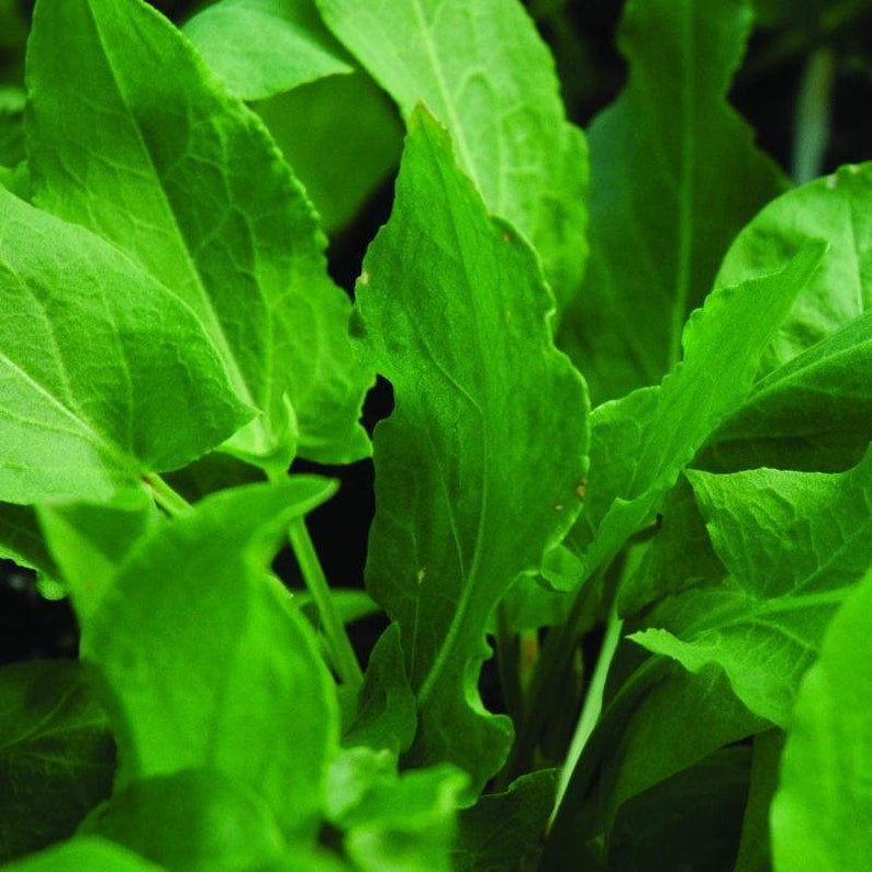 3.5g 3500+ Large Leaf SORREL- Lá Chua - Rumex Acetosa-non-gmo Heirloom ...