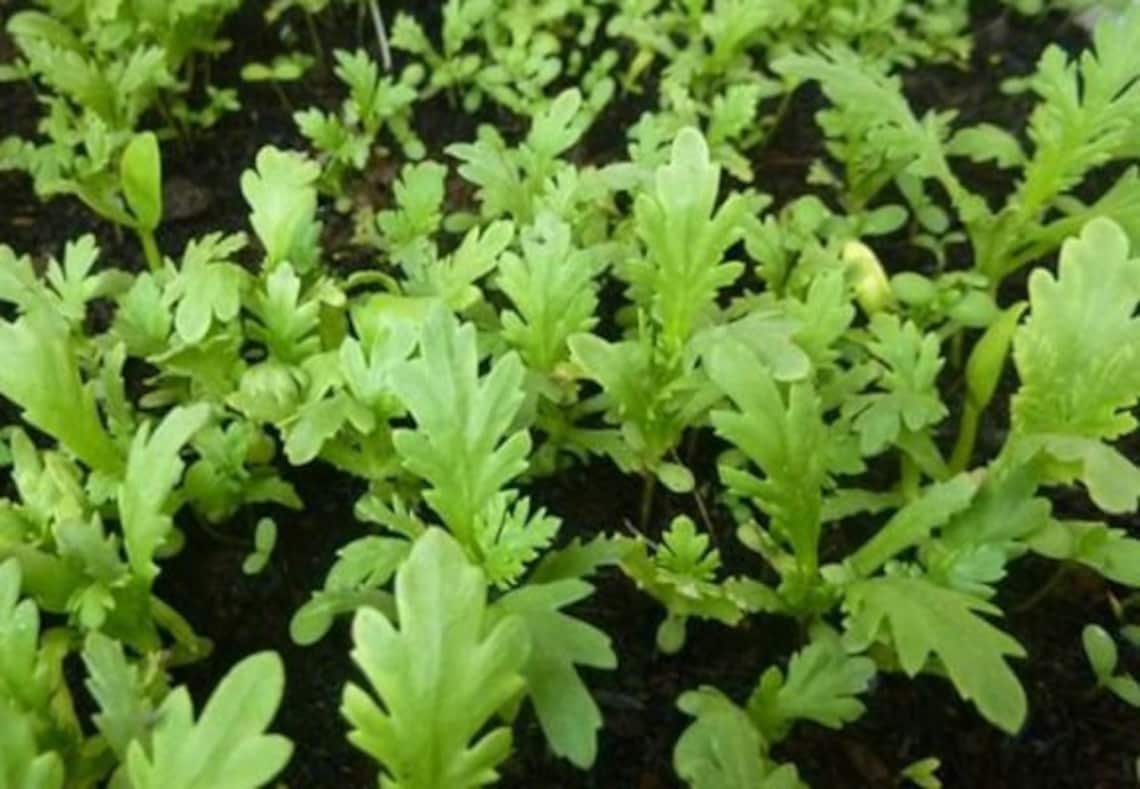 3.5 G Tong Ho/hao Seeds-crown Daisy Garland Chrysanthemum-shungiku ...