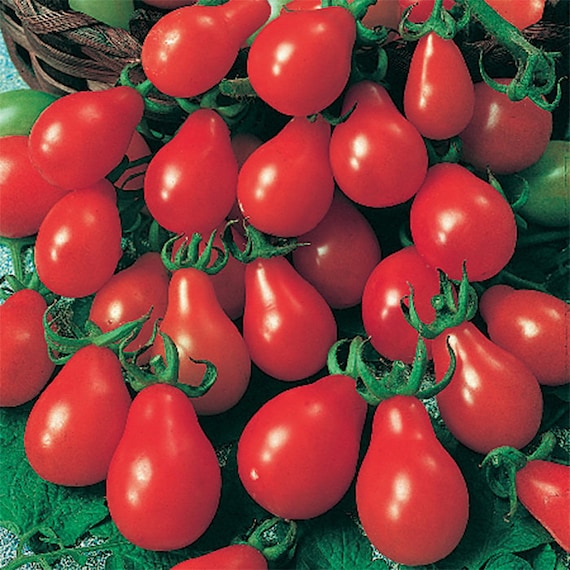 100 RED PEAR Cherry Tomato Seeds | Etsy