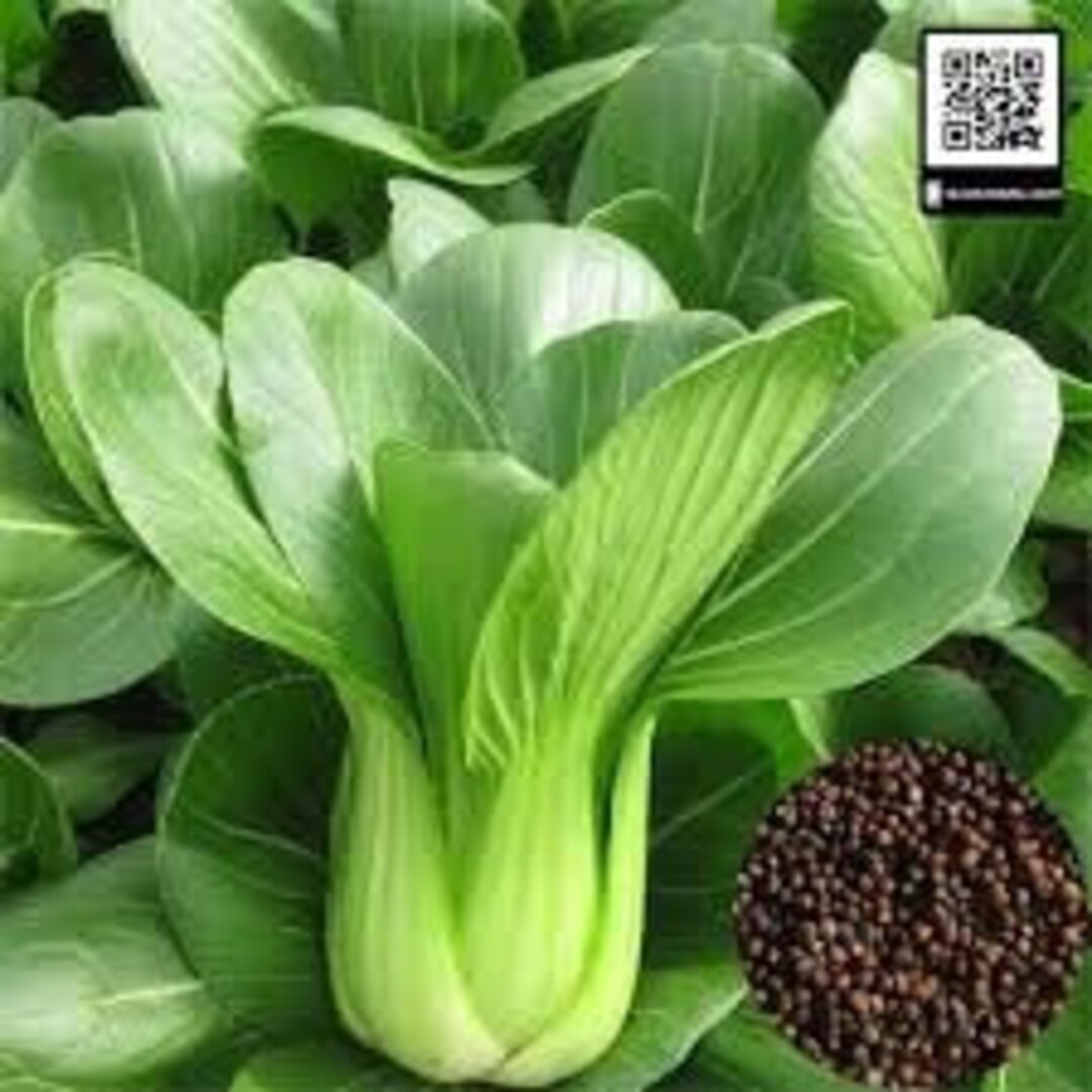 4g SHANGHAI Pak Choi - Cåi Thìa Seeds - Etsy