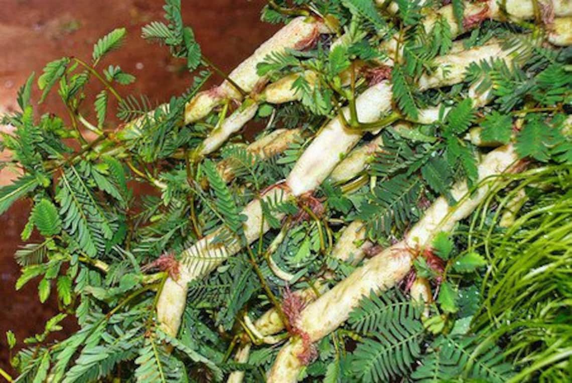 20 Vietnamese RAU NHÚT - Water Mimosa-neptunia Oleracea Seeds - Etsy