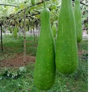 10 Seeds - Hybrid Bottle Gourd NAM TAO YAI- Bâ'u Sao - Etsy