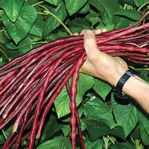 30 Seeds - Red Noodle Pole Bean- Yard Long Bean- Đâ.u đūa đo? - Etsy