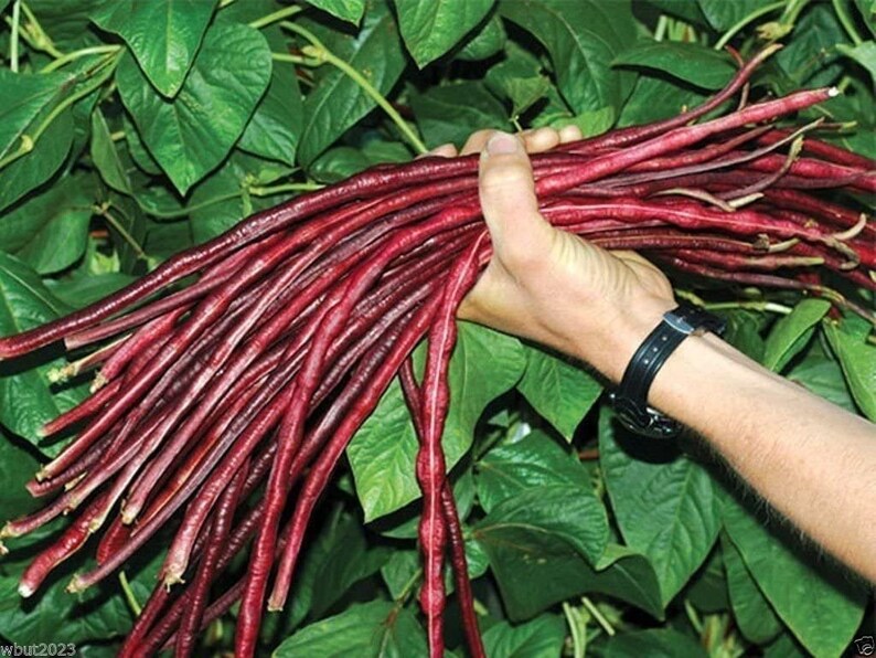 30 Seeds - Red Noodle Pole Bean- Yard Long Bean- Đâ.u đūa đo? - Etsy
