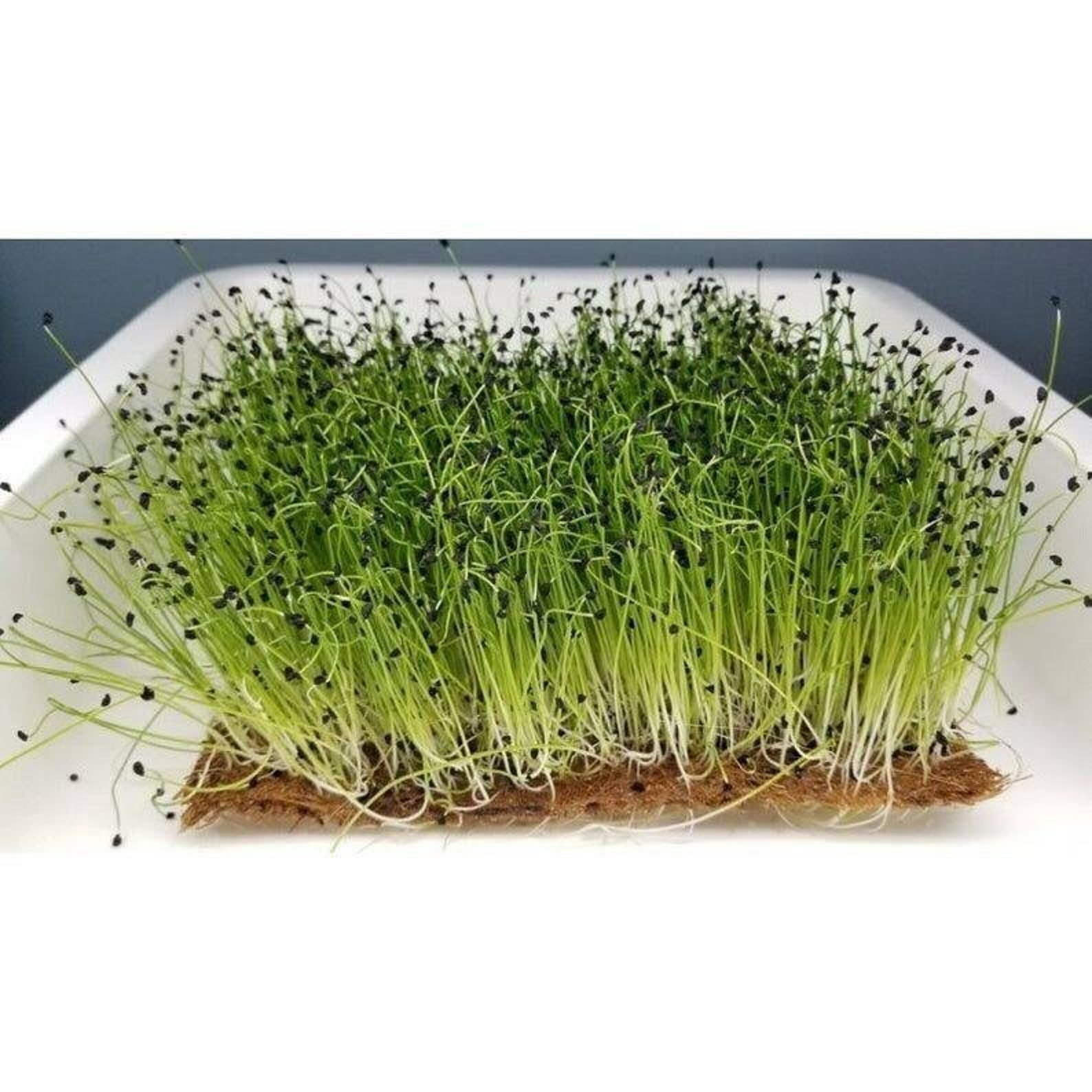 2g - 500 Seeds- American Flag Leek Seeds- Tõi Tây - Allium Porrum ...