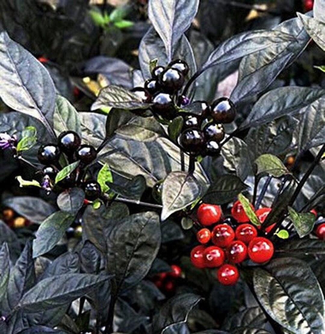 30 Seeds- Black Pearl Hot Pepper - Edible Ornamental- Dark Leaf ...