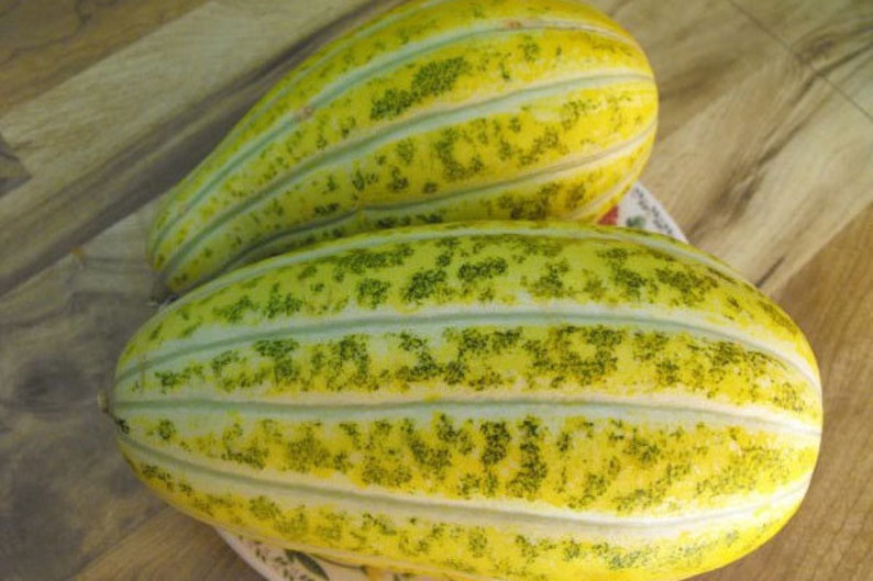 20 DUA GANG Dua Bo Asian Yellow Stripe Melon Conomon Seeds - Etsy