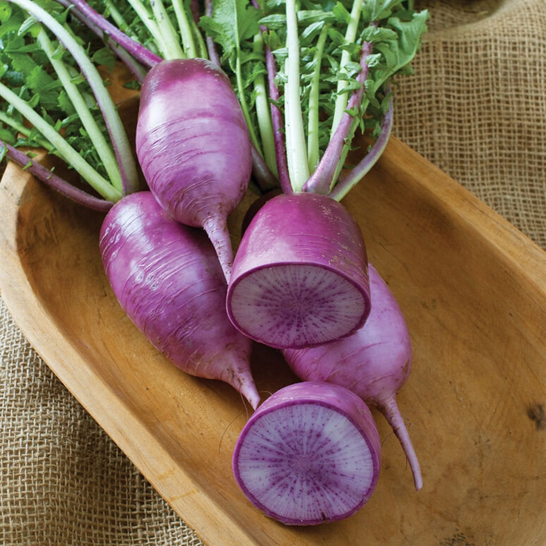 100 Purple KN-BRAVO (F1) Radish - Hybrid Daikon Seeds - Etsy