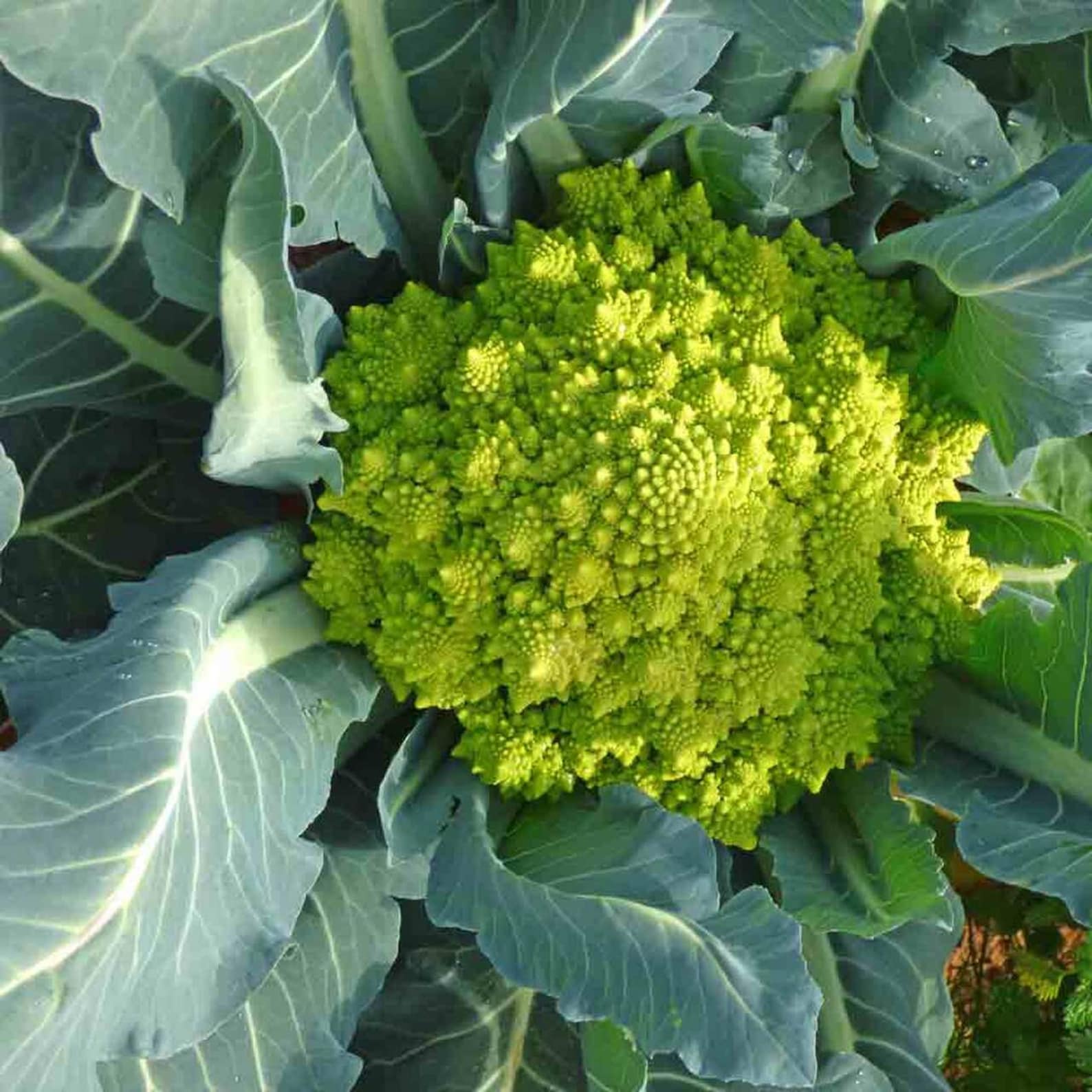 250 Romanesco Italia Fractal Broccoli Seeds - Etsy