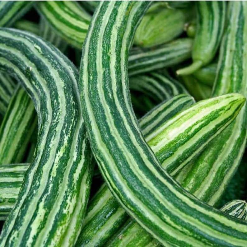 30 Seeds - Dark Armenian Cucumber - Heirloom-non GMO Seeds- Very Sweet ...