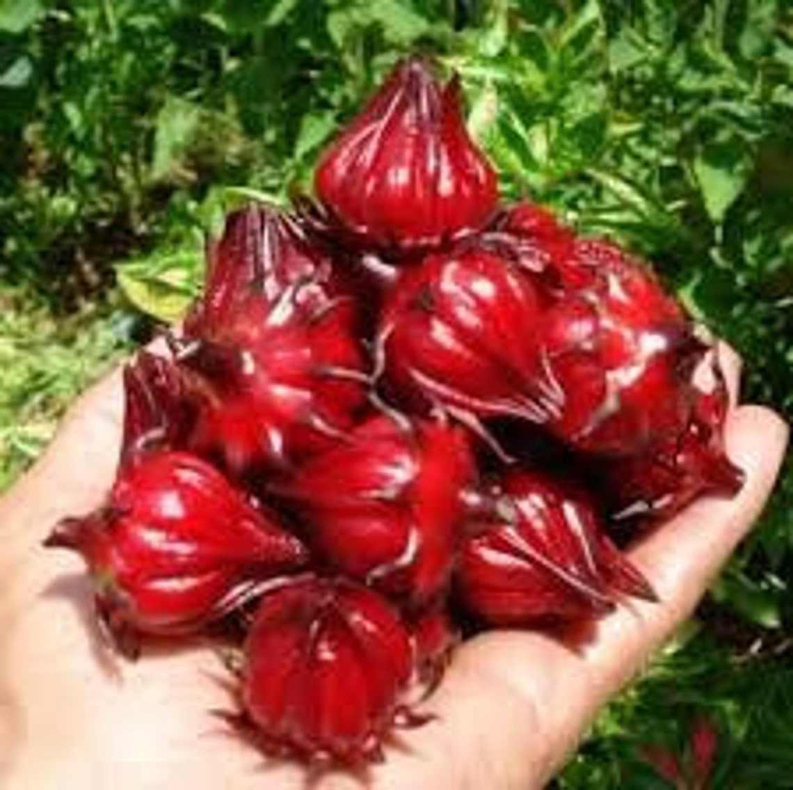 30 Seeds ROSELLA Hoa Bu.t Dâ'm Asian Sour Leaf | Etsy