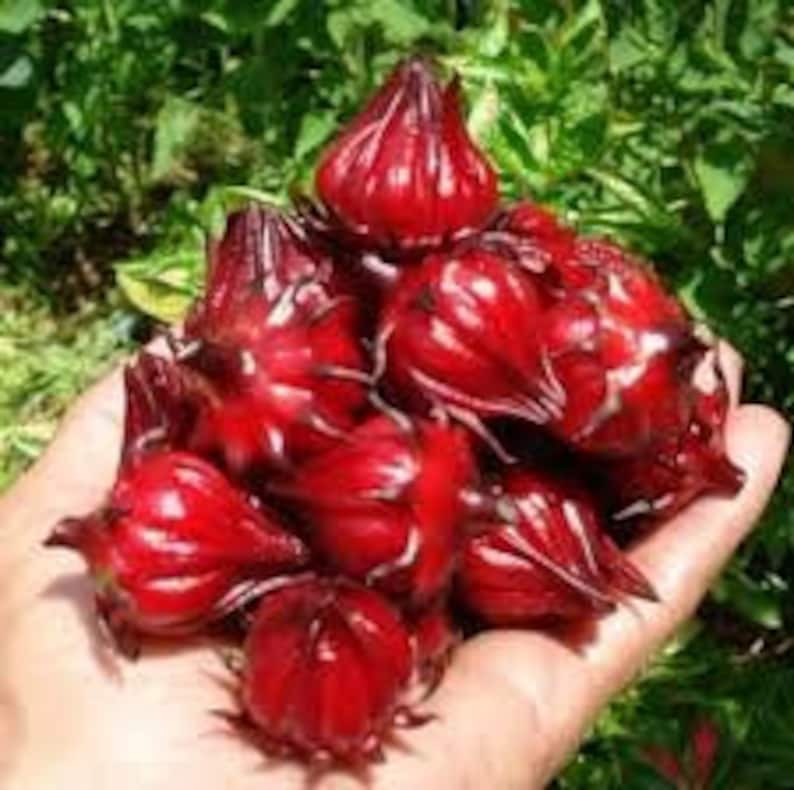 30 Seeds ROSELLA Hoa Bu.t Dâ'm Asian Sour Leaf | Etsy