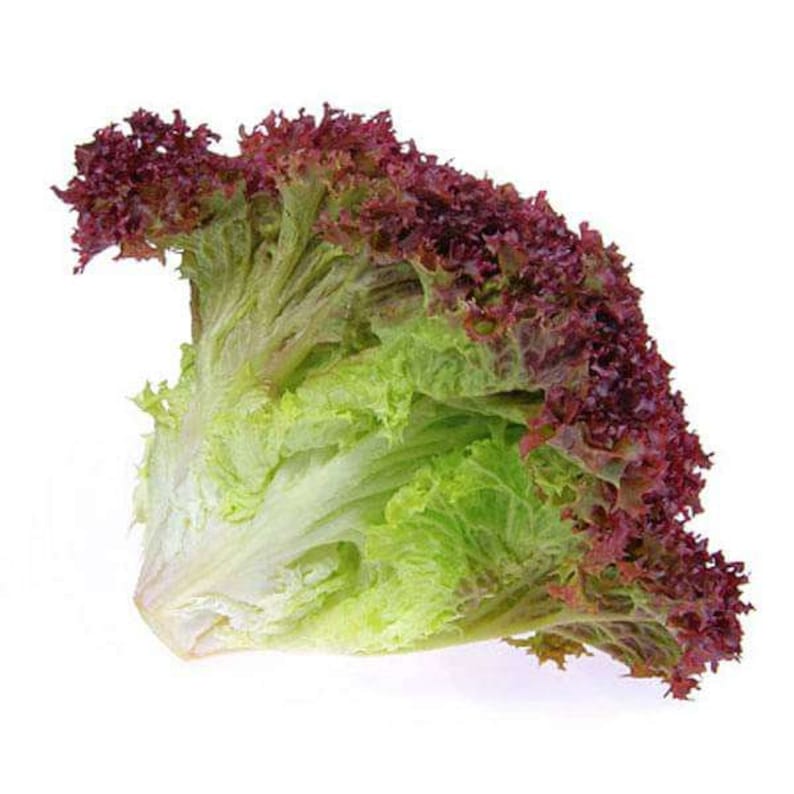 2g 2000 Dark Red Lollo Rossa Organic Lettuce Seed - Etsy